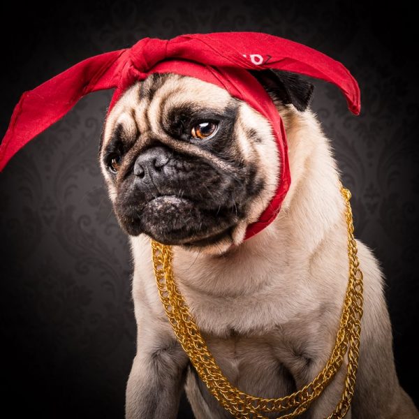 The Pug Life: Adorable Pugs Pose as 80s and 90s Hip-Hop Artists